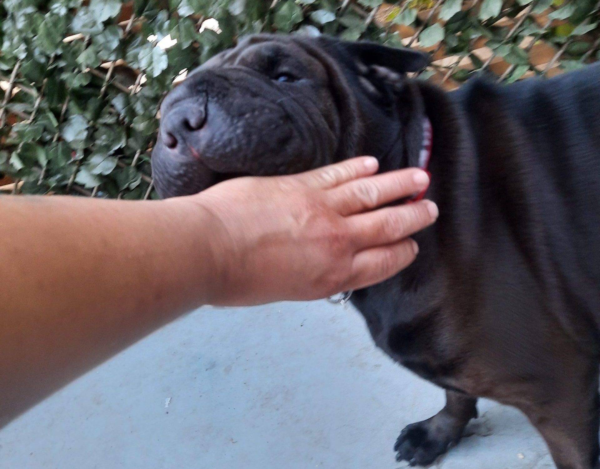 Can You Sue for a Minor Dog Bite? — Arash Law Injury Lawyers