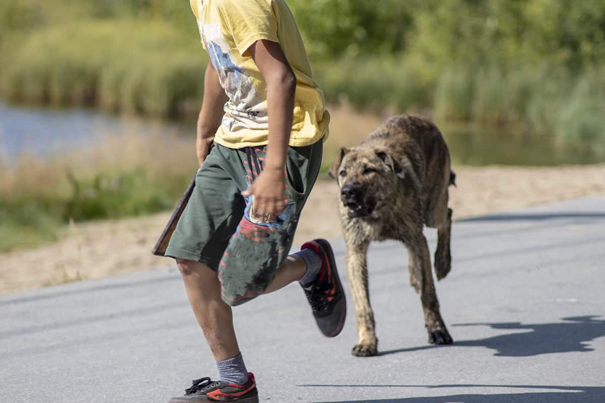 What To Do If A Street Dog Bites You Arash Law Injury Blog